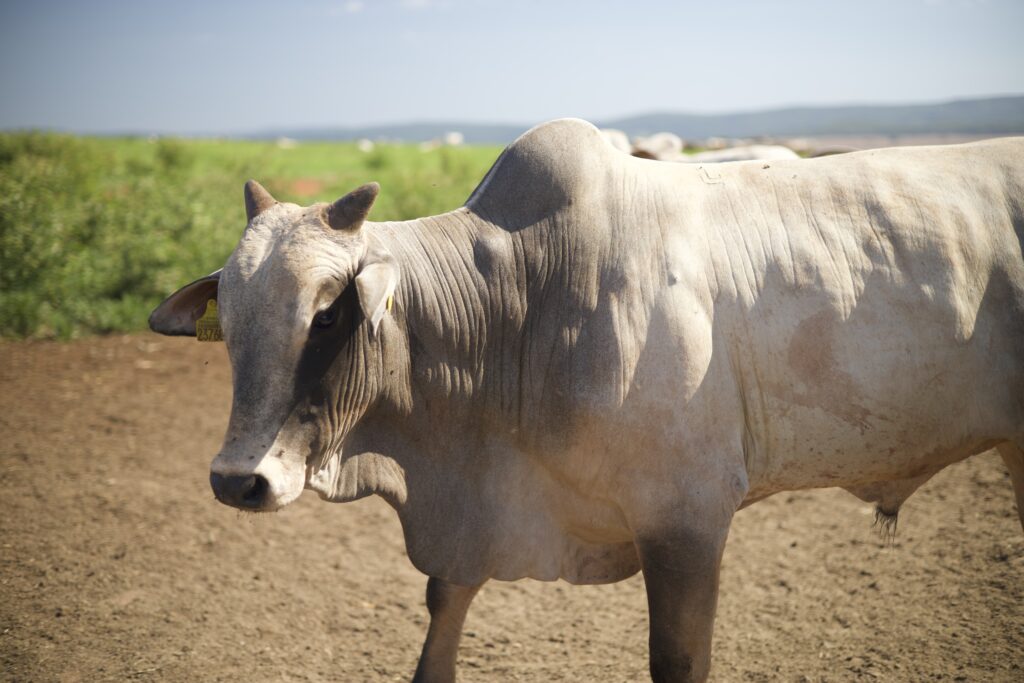 Programas – Major Nutricao Animal